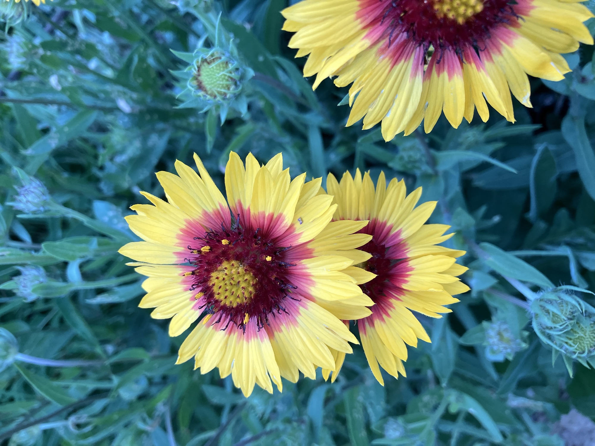 Harbor Garden’s Garden – Harbor Gardens: Local Food Market ...