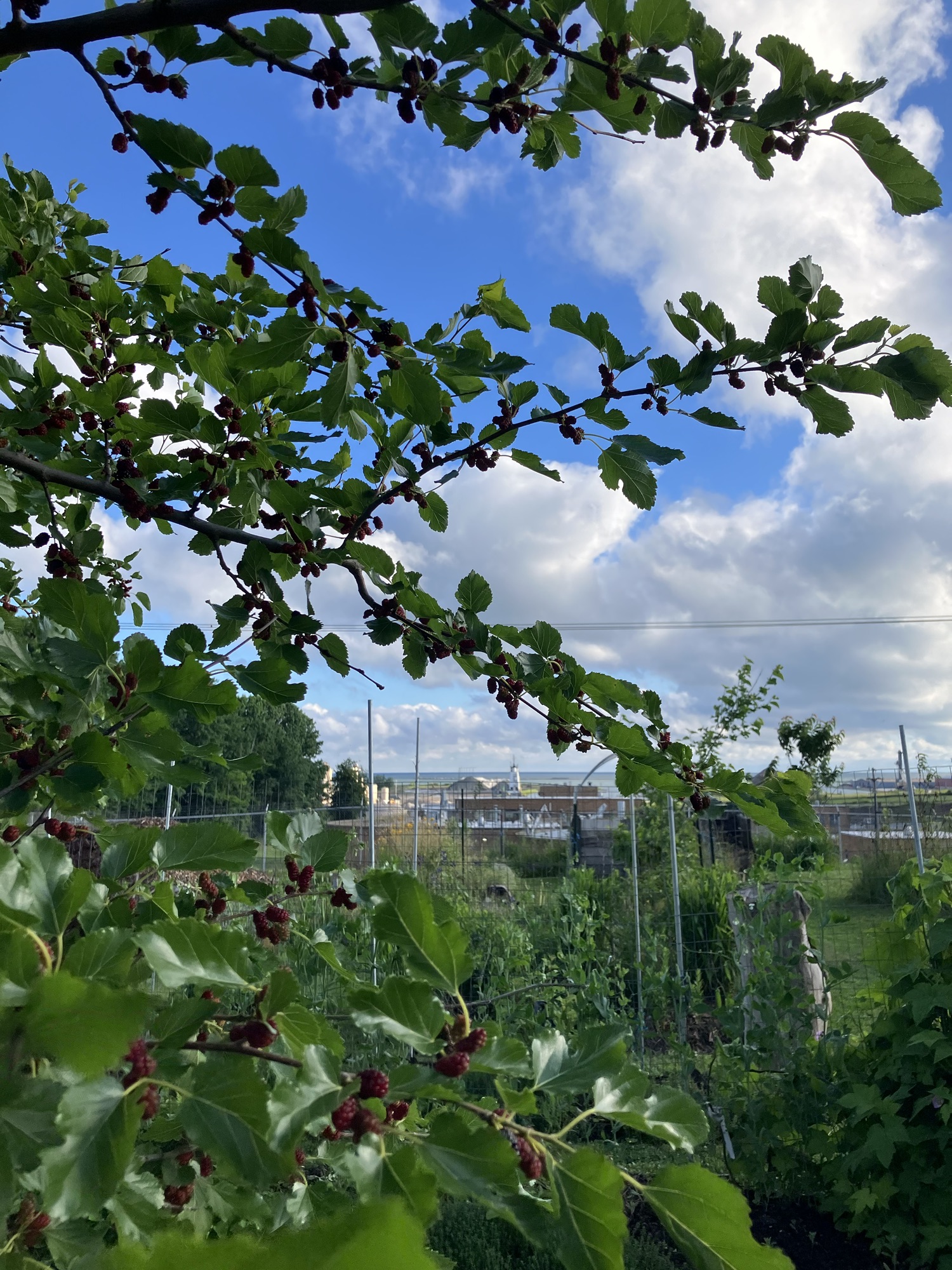 Harbor Garden’s Garden – Harbor Gardens: Local Food Market ...